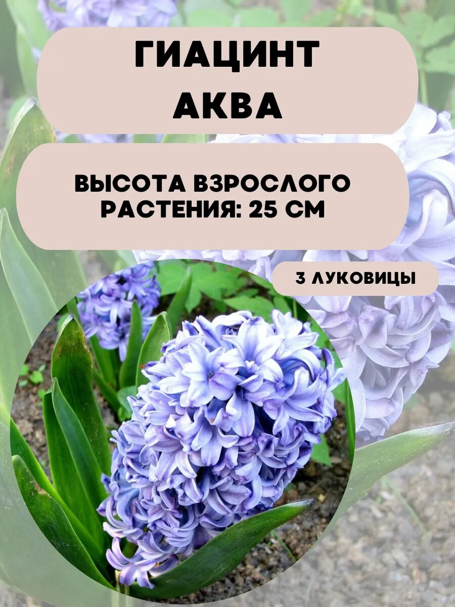 Гиацинт многолетний луковицы растений