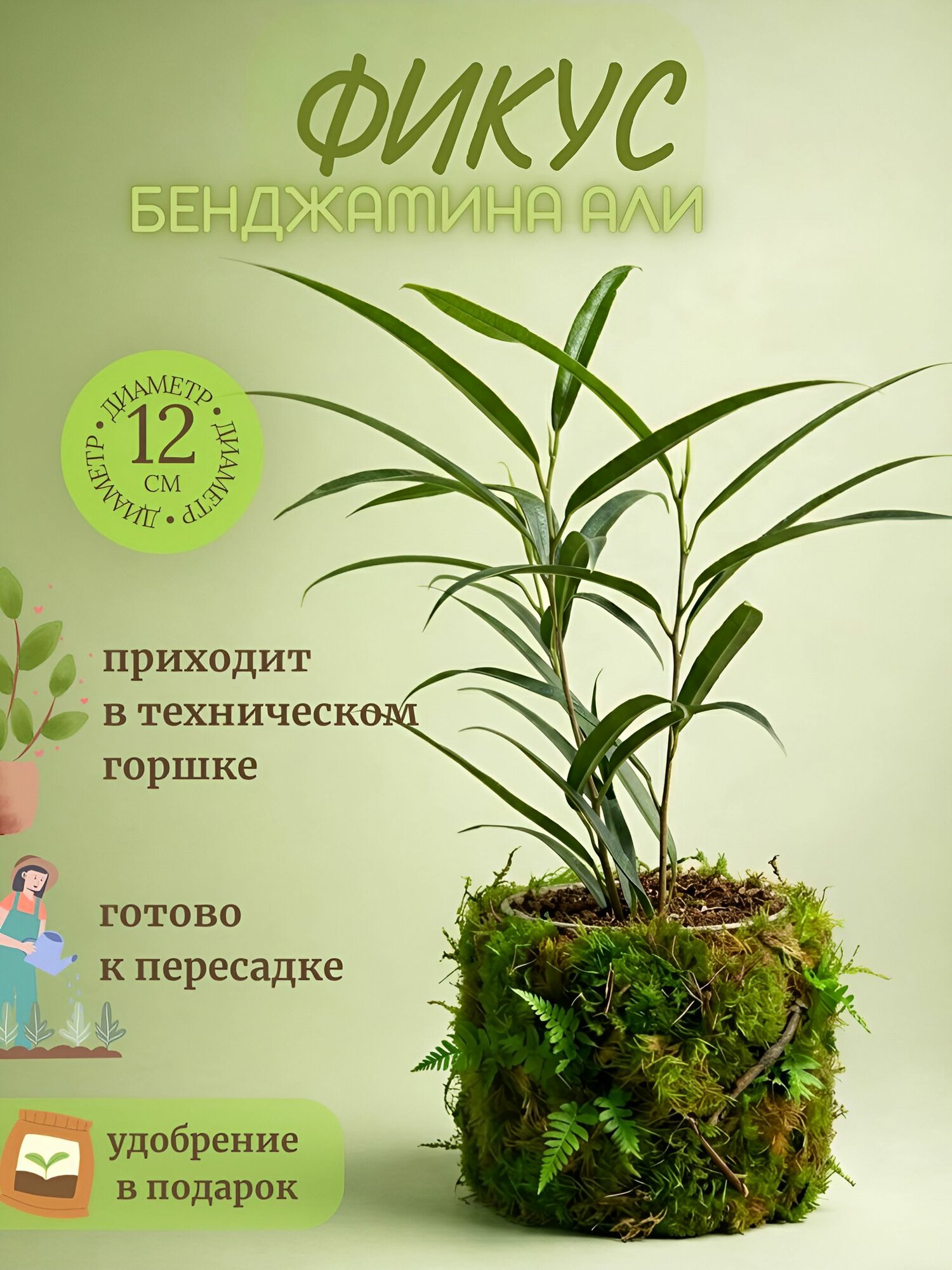 Фикус Бенжамина Али живое комнатное растение
