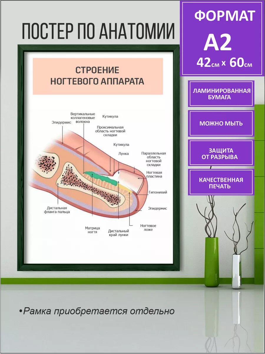 Постеры А2 по анатомии, строение ногтевого аппарата