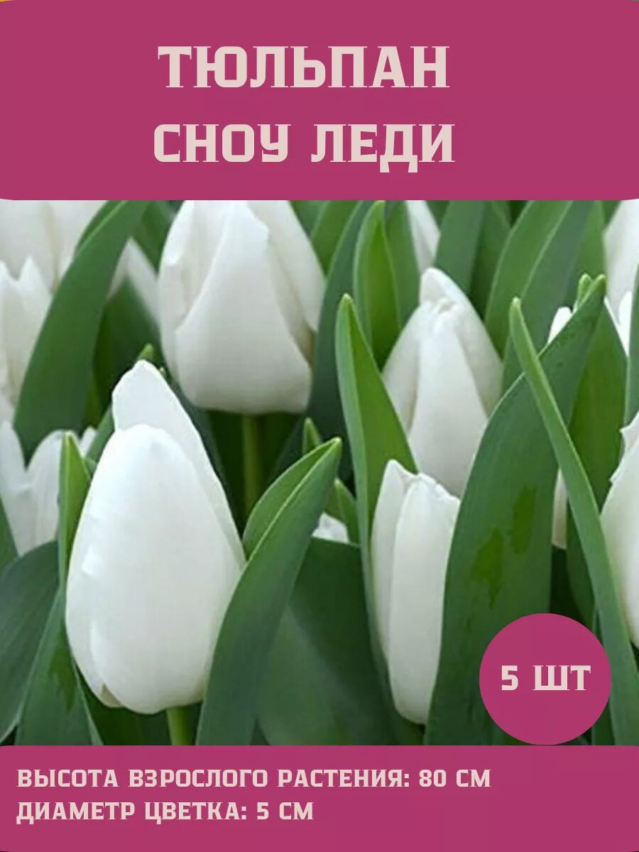 Луковицы тюльпана /Тюльпан махровый/Тюльпан попугайный