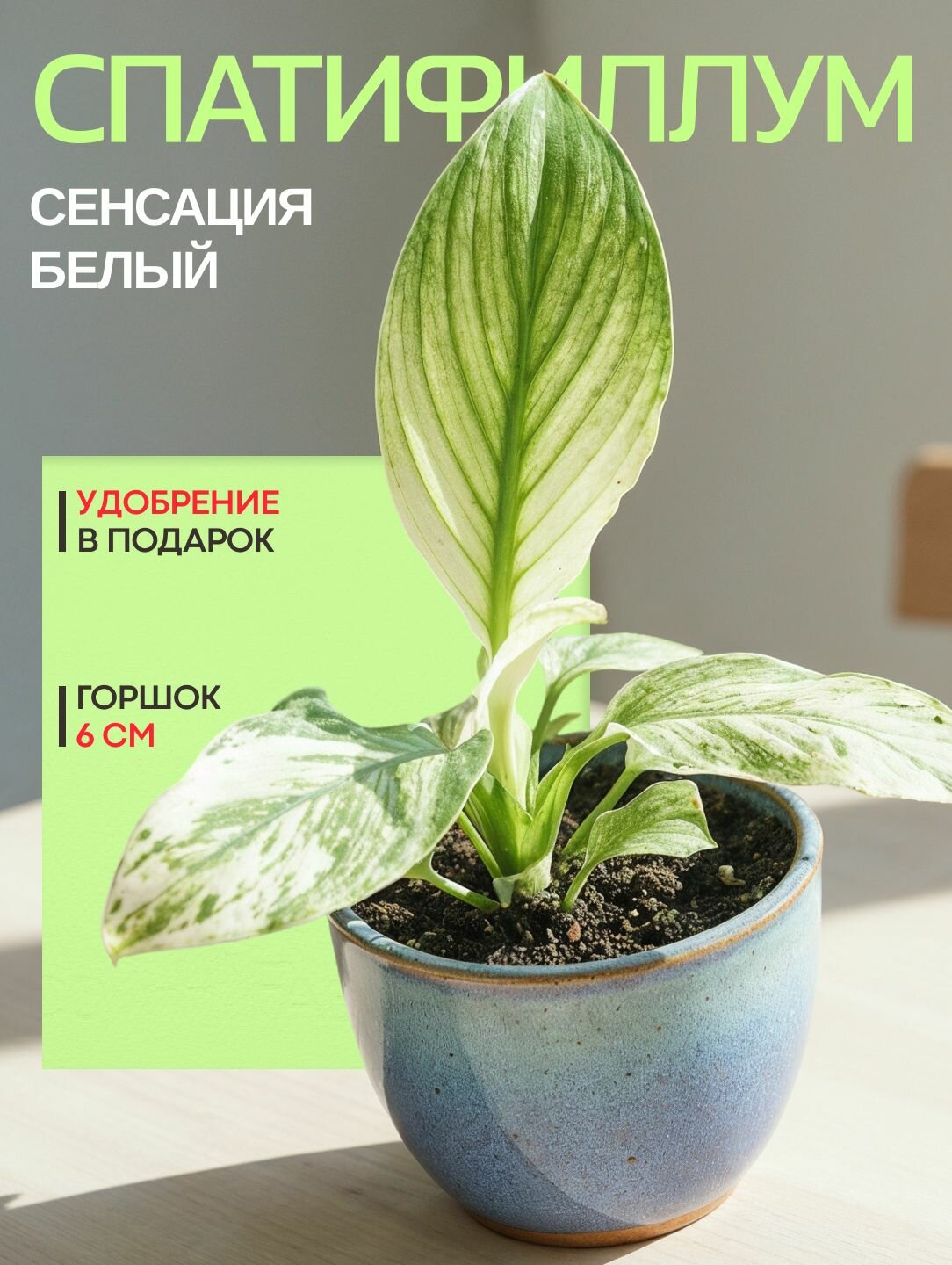 Спатифиллум Сенсация Белый комнатный цветок в горшке живой