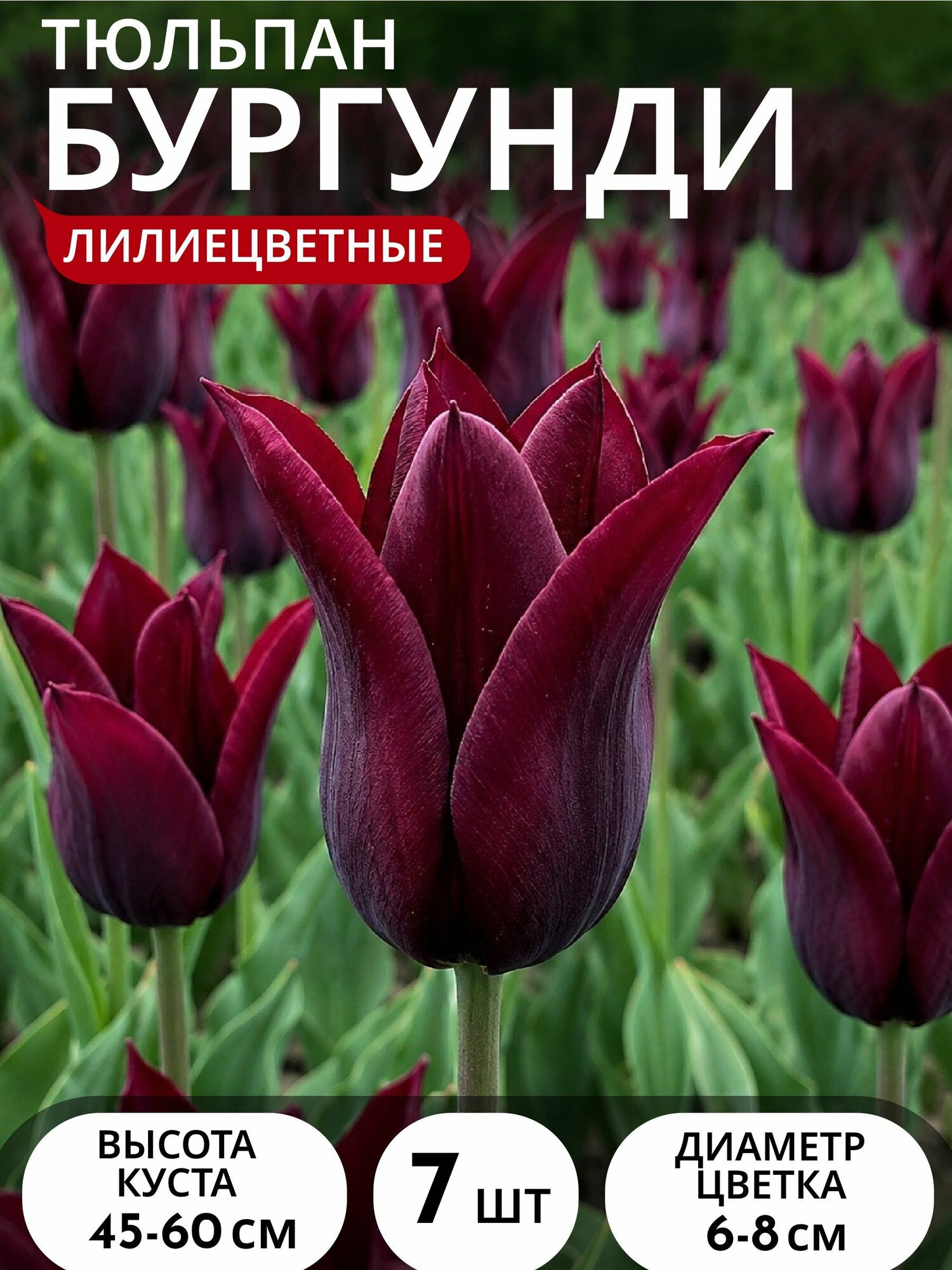 Тюльпаны лилиецветные многолетние луковицы "Бургунди" - 7 шт