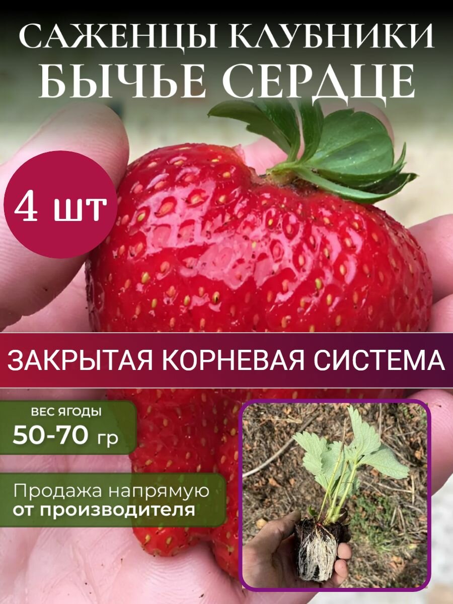 Саженцы клубники с закрытой корневой системой 4 шт для посадки в грунт для сада