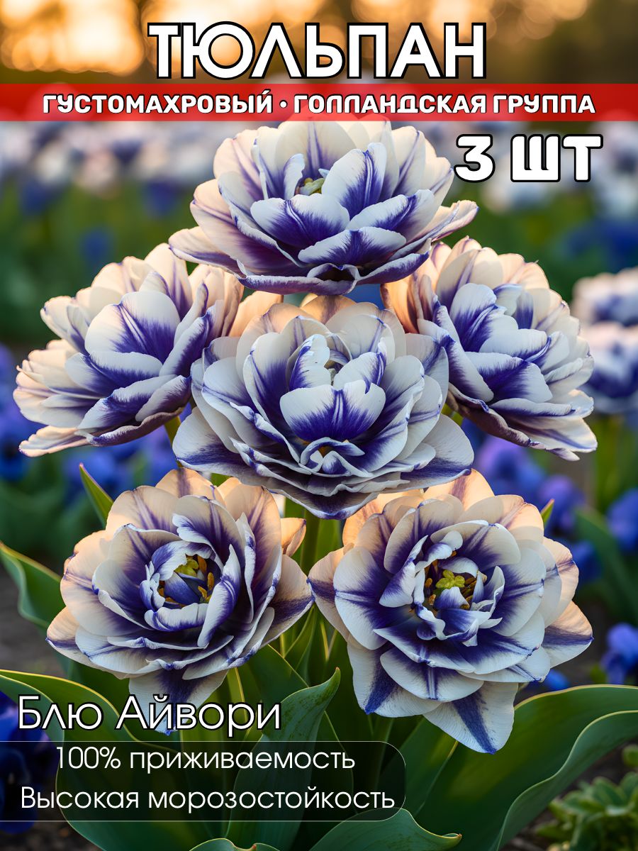 Тюльпан Блю Айвори луковицы 3 шт