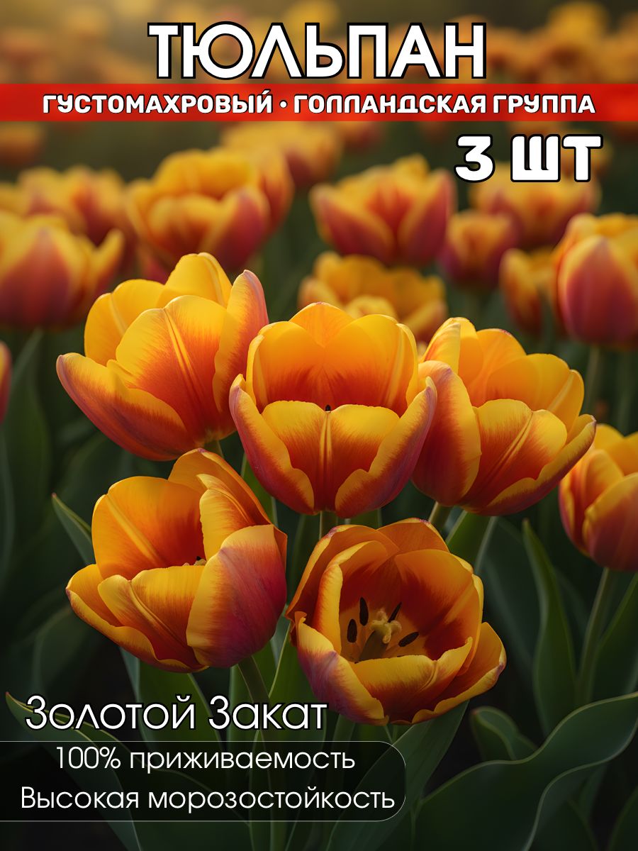 Тюльпан Золотой Закат луковицы 3 шт
