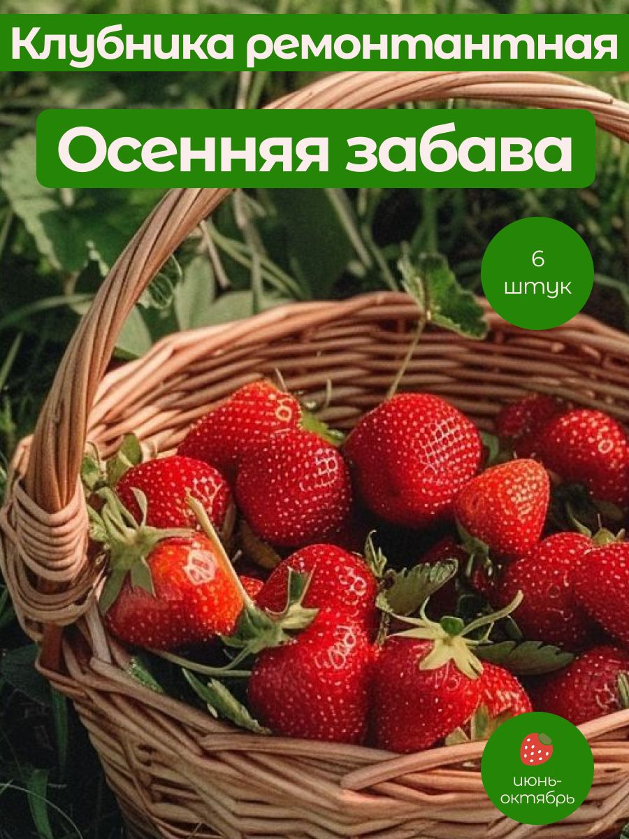 Клубника ремонтантная Осенняя Забава 6 штук