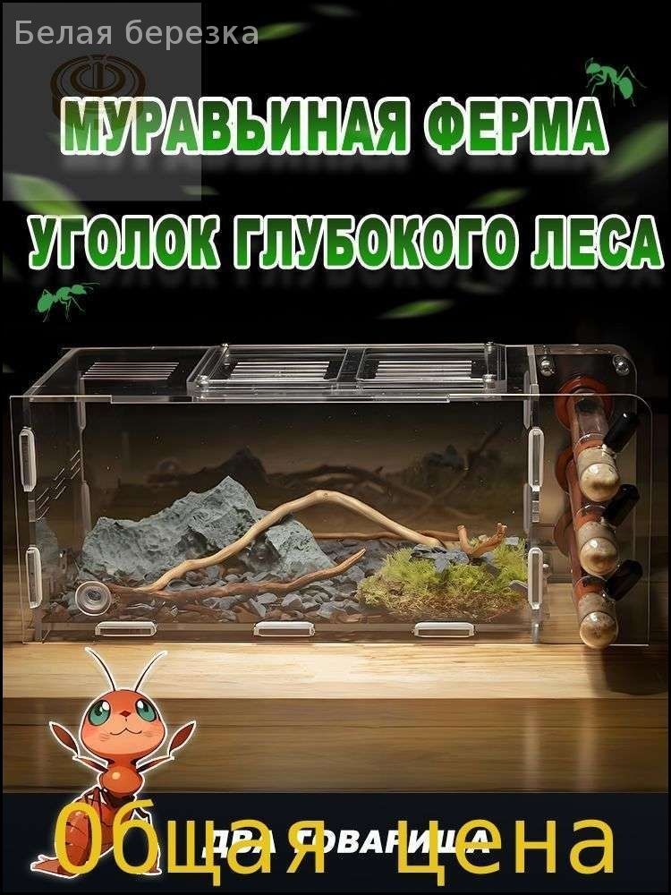 Ферма живых муравьёв с колонией