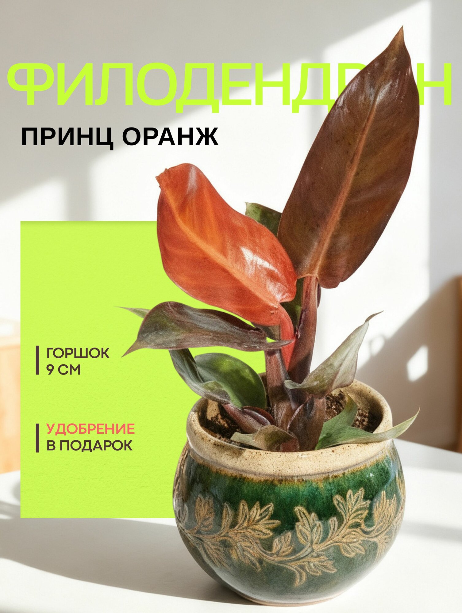 Филодендрон Черри Ред живое комнатное растение