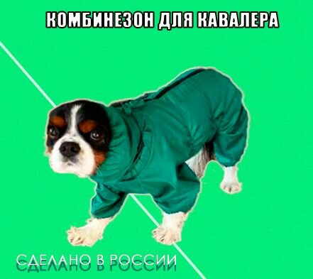 Комплект: Комбинезон-дождевик+Снуд (шапка) для КАВАЛЕР-КИНГ-ЧАРЛЬЗА-СПАНИЕЛЯ кобеля, повышенной прочности, цвет зеленый