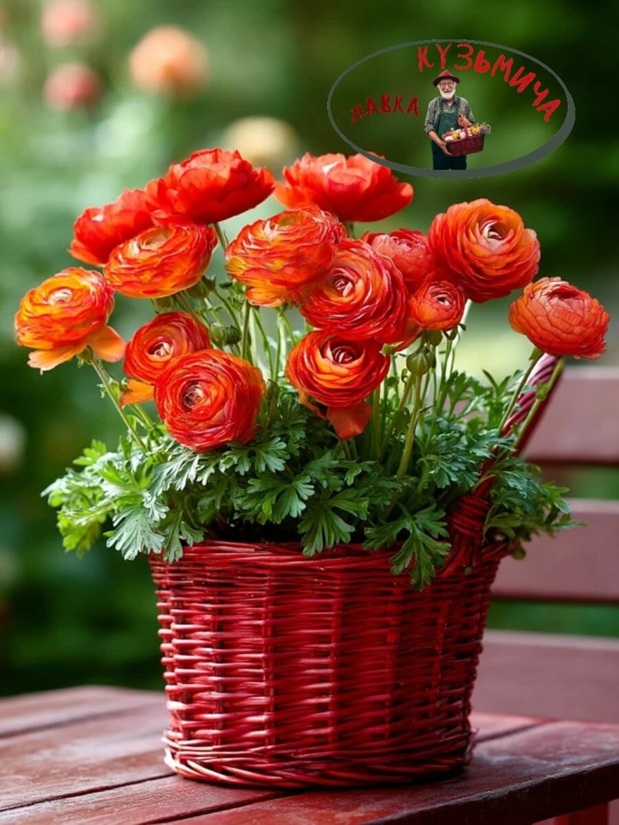 Лавка Кузьмича, Ранункулюс/лютик ORANGE, многолетний (10 штук )