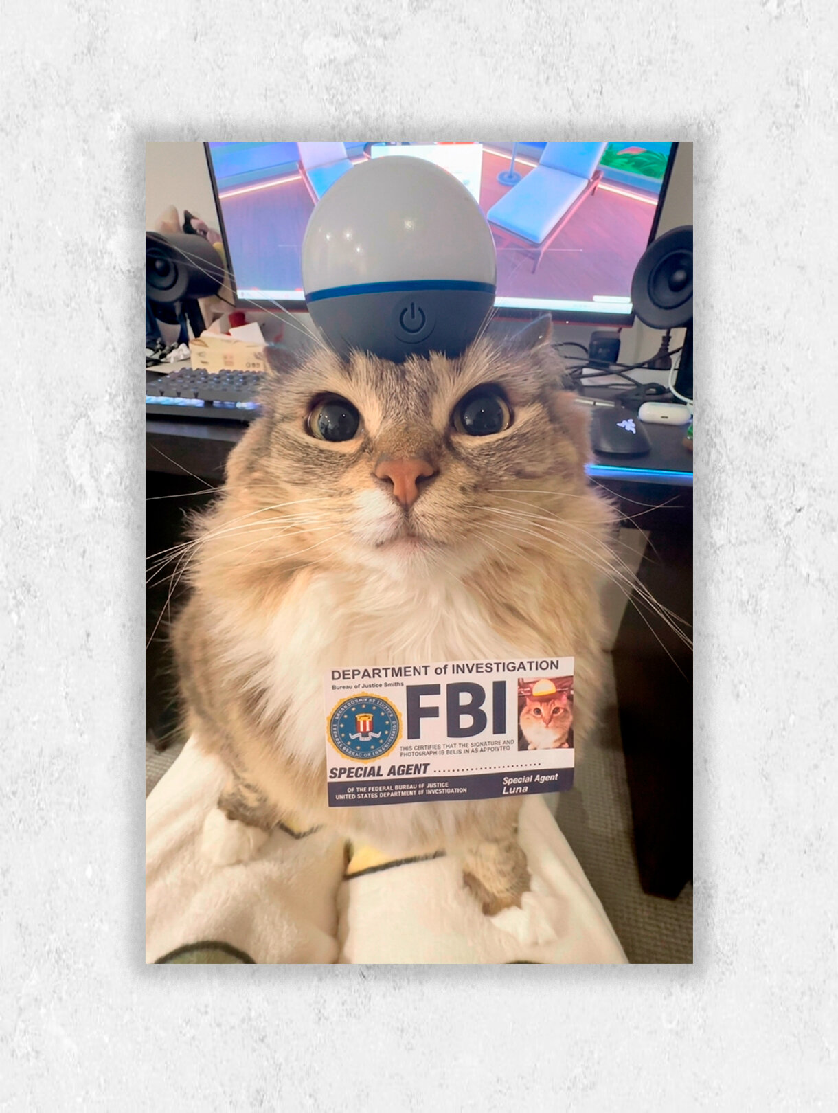 Плакат-мем "Кот FBI"