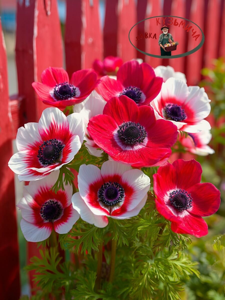 TWIN Анемоны HOLLANDIA 5 шт- BICOLOR 5шт (10 штук )