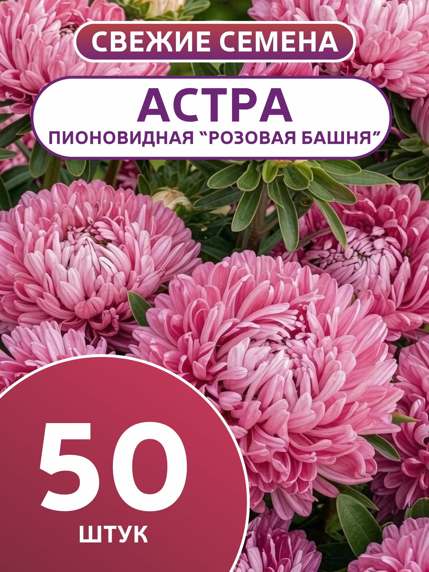 Астра пионовидная семена для выращивания 50 шт