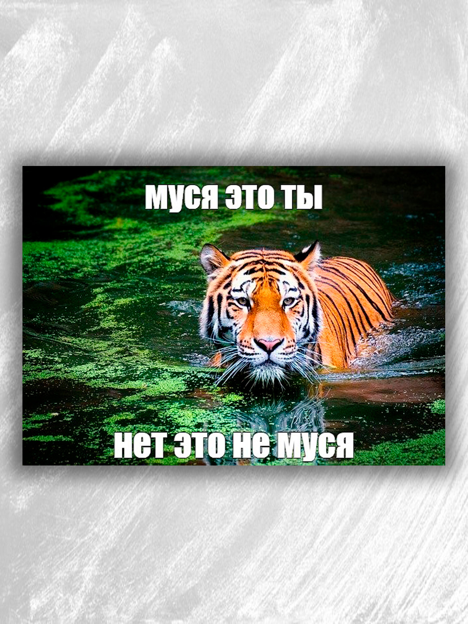Плакат-мем "Тигр Муся" А4 (32 см х 23 см)