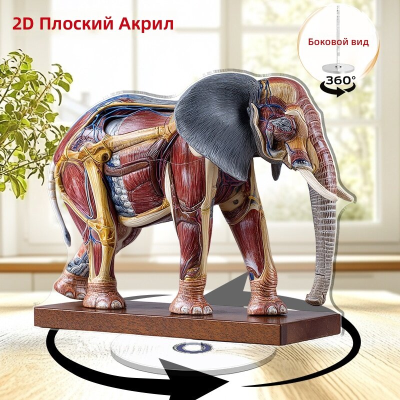 2D Плоская вращающаяся анатомическая модель слона из акрила с 360° вращающейся подставкой, маркированными мышцами и скелетной системой, образовательный биологический дисплей для классов и медицинского обучения, Модель A