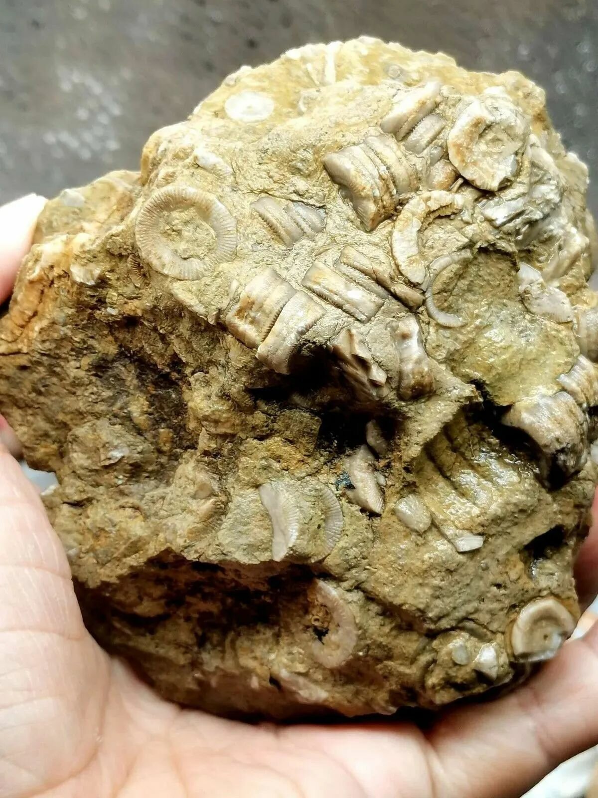 Ископаемые стебли морской лилии (Crinoidea) натуральный коллекционный образец, декор и сувенир