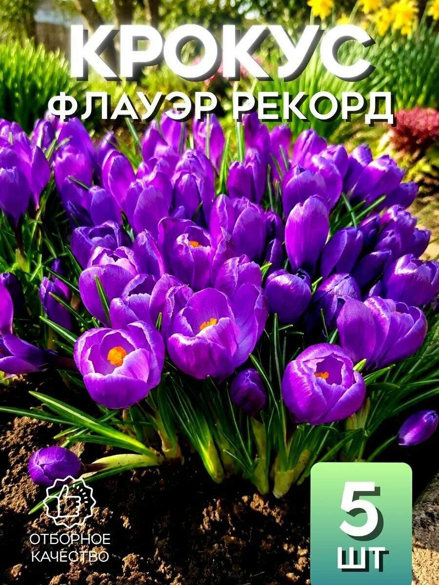 Луковицы крокуса Флауэр Рекорд, многолетние, фиолетовые, морозостойкие 5шт.
