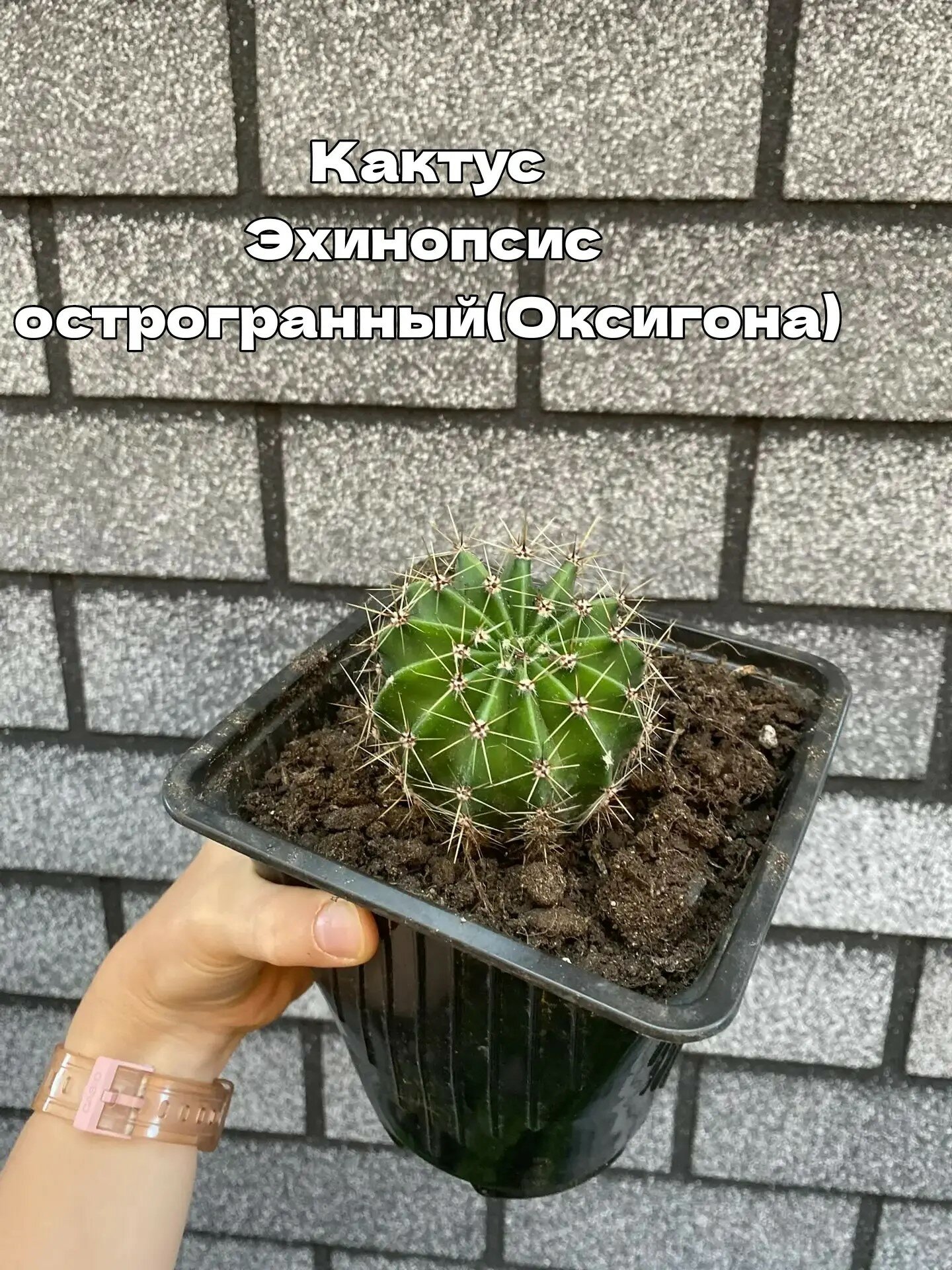 Эхинопсис острогранный(оксигона)