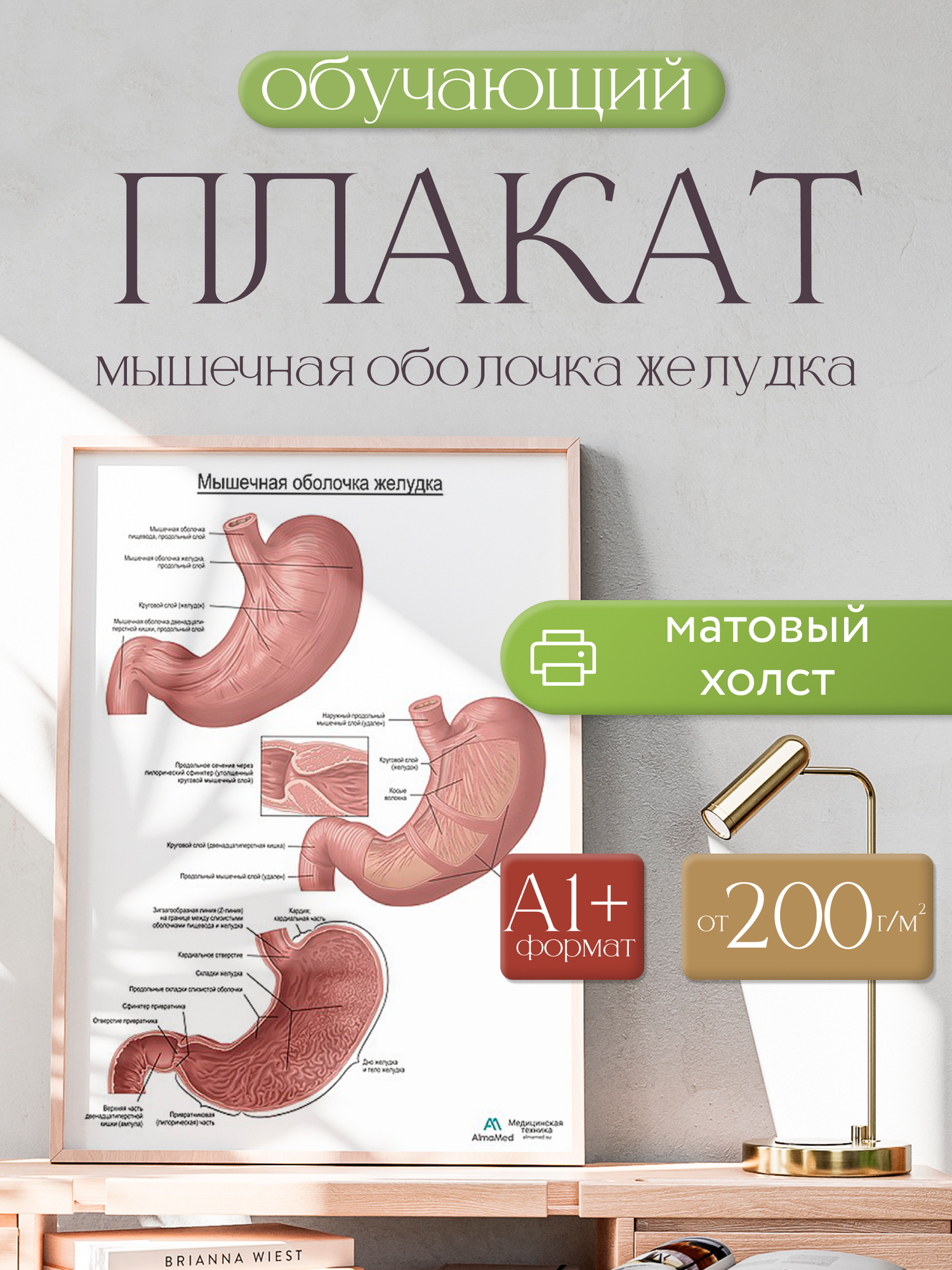 Обучающий плакат "Мышечная и слизистая оболочка желудка", размер А1+, матовый холст от 200г/м2