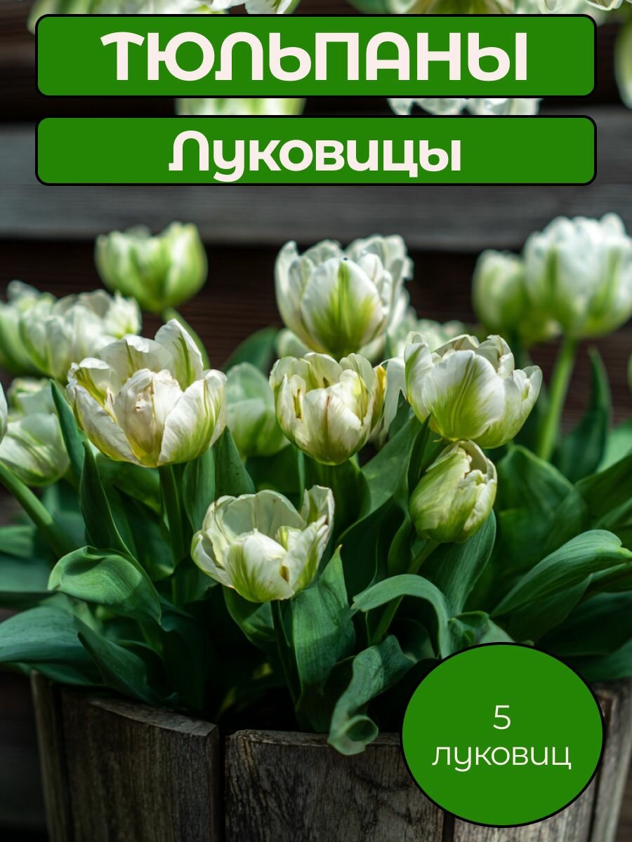 Тюльпан луковицы 5 шт