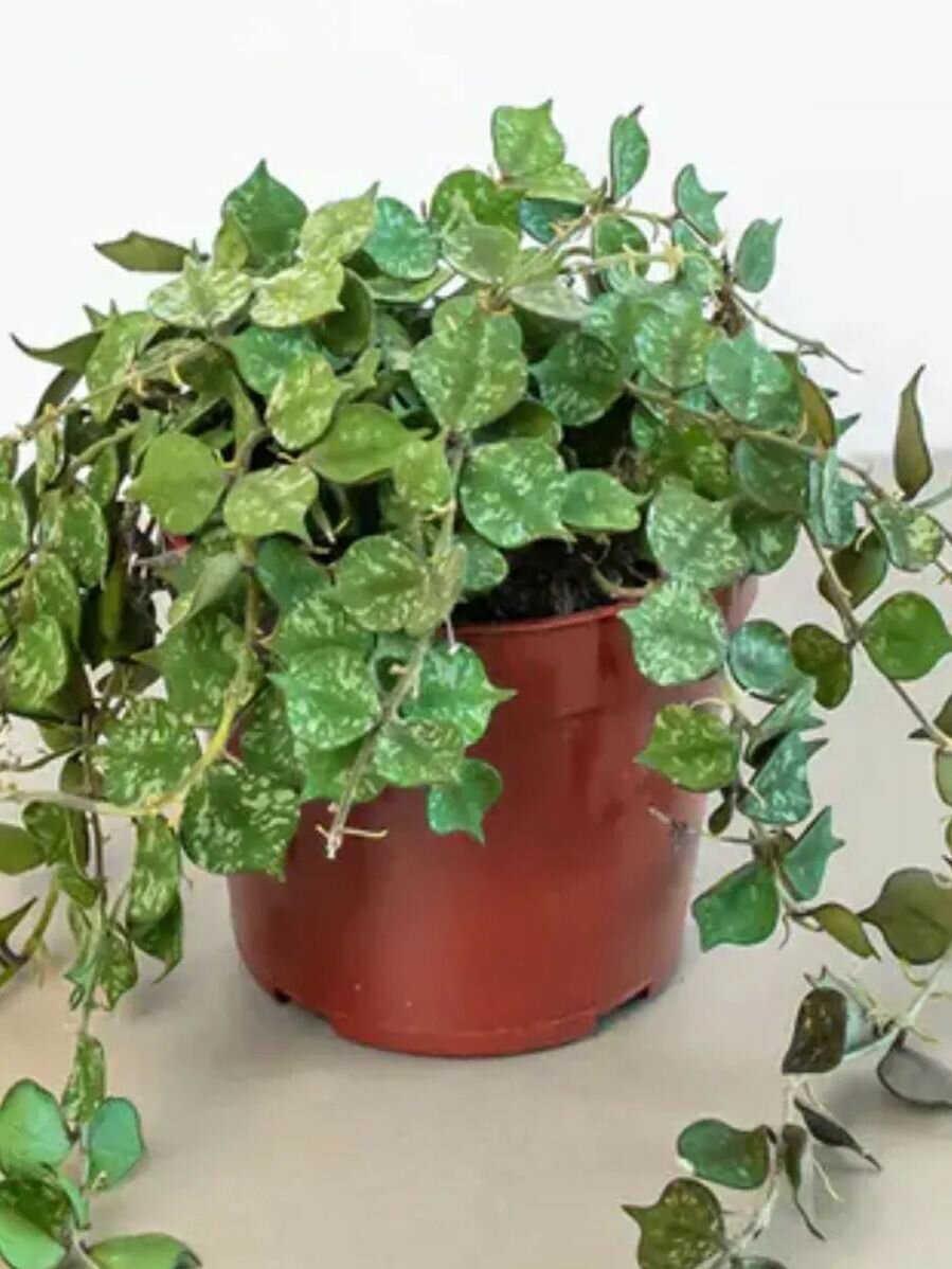 Хойя Куртиси Сплэш, саженец 10 см