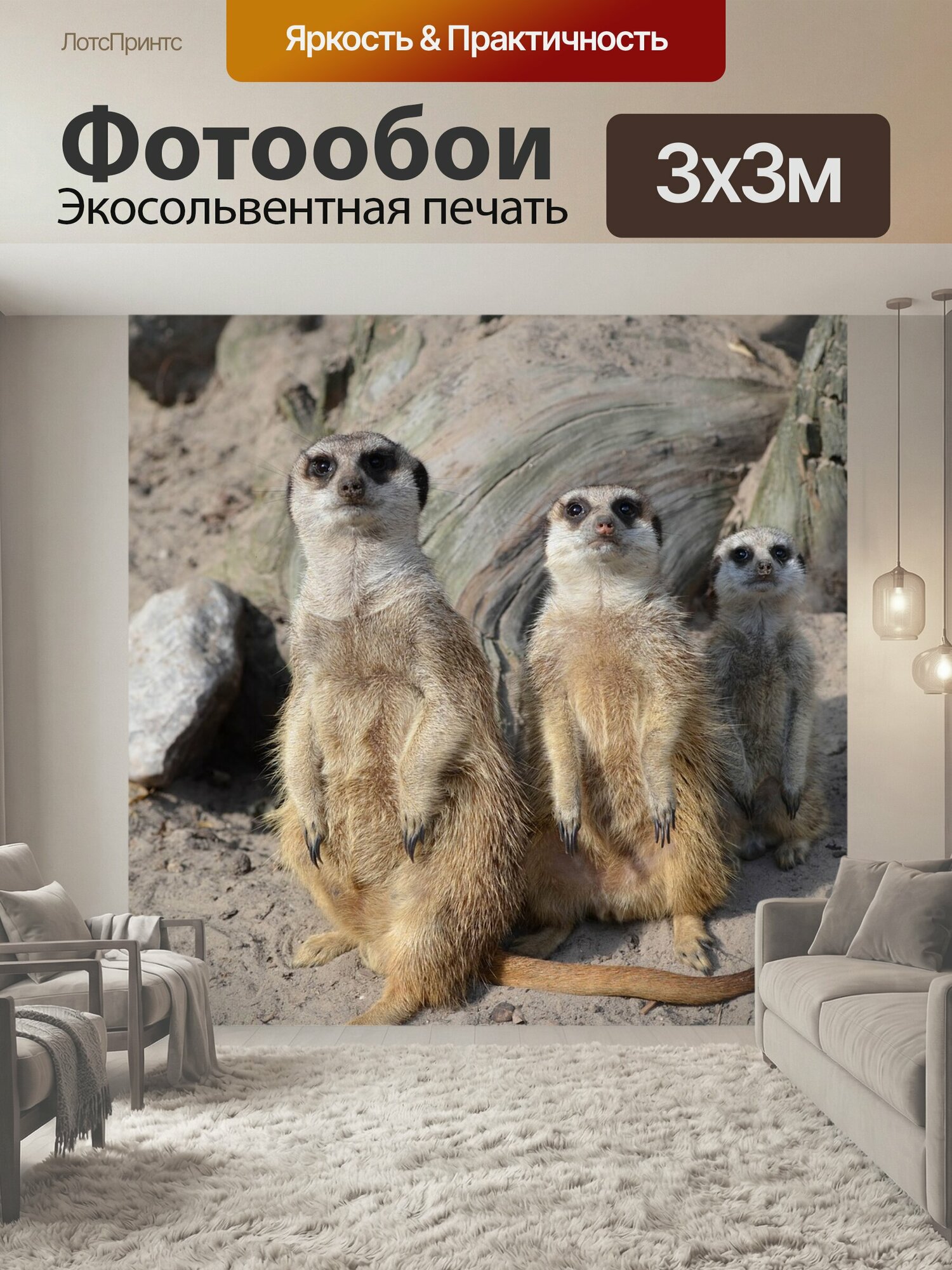 Фотообои "Сурикат, зоопарк, милый" 300x300 см. экосольвентная печать