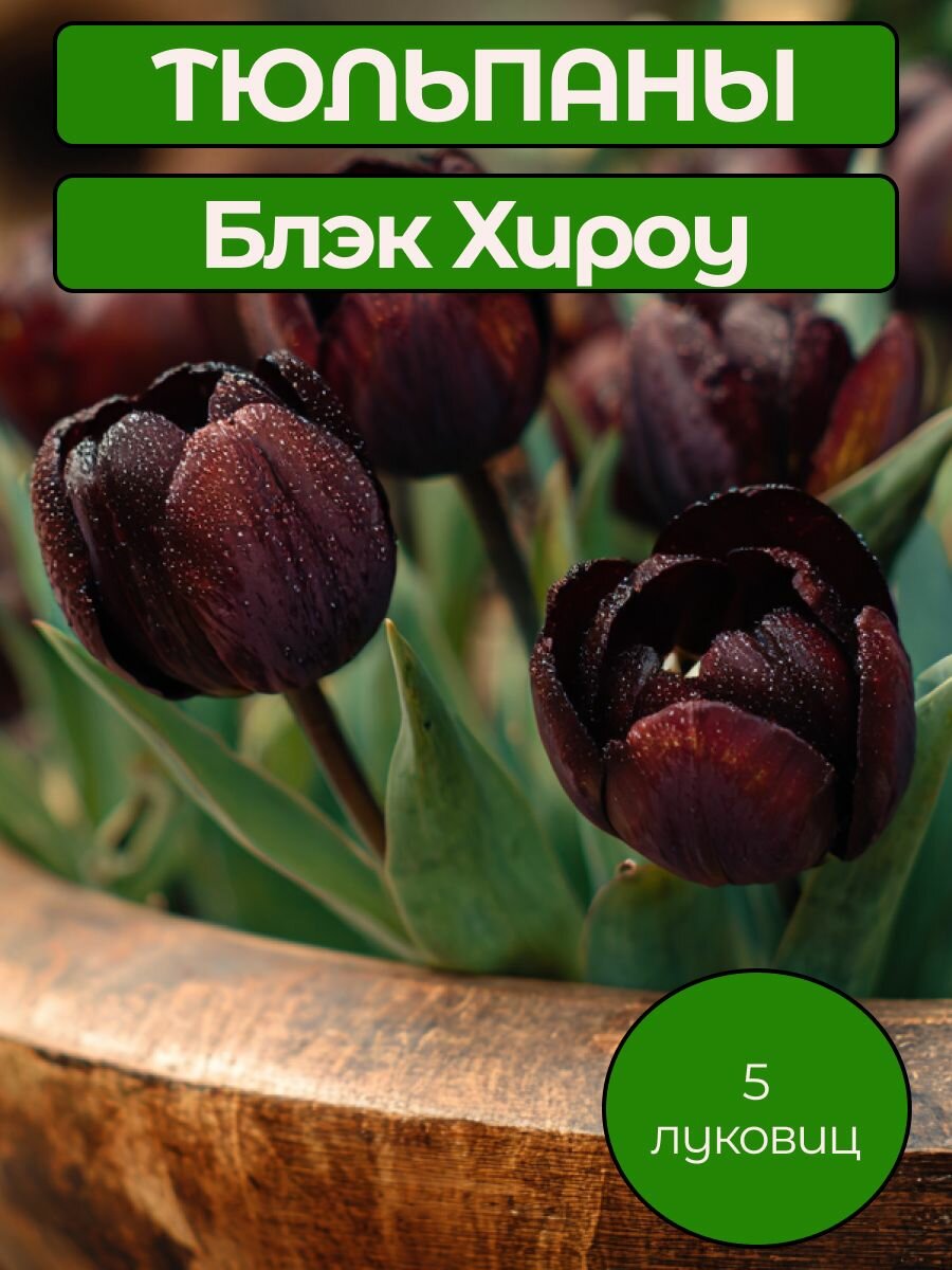 Тюльпан луковицы Блэк Хироу 5 шт