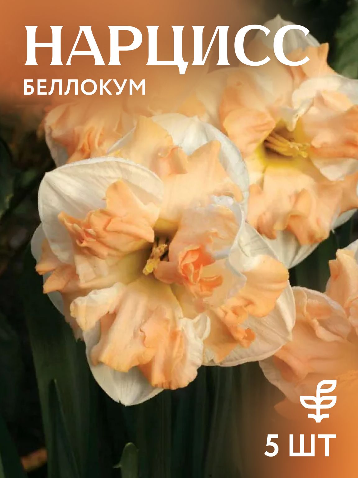 Нарциссы луковицы для посадки 5 штук