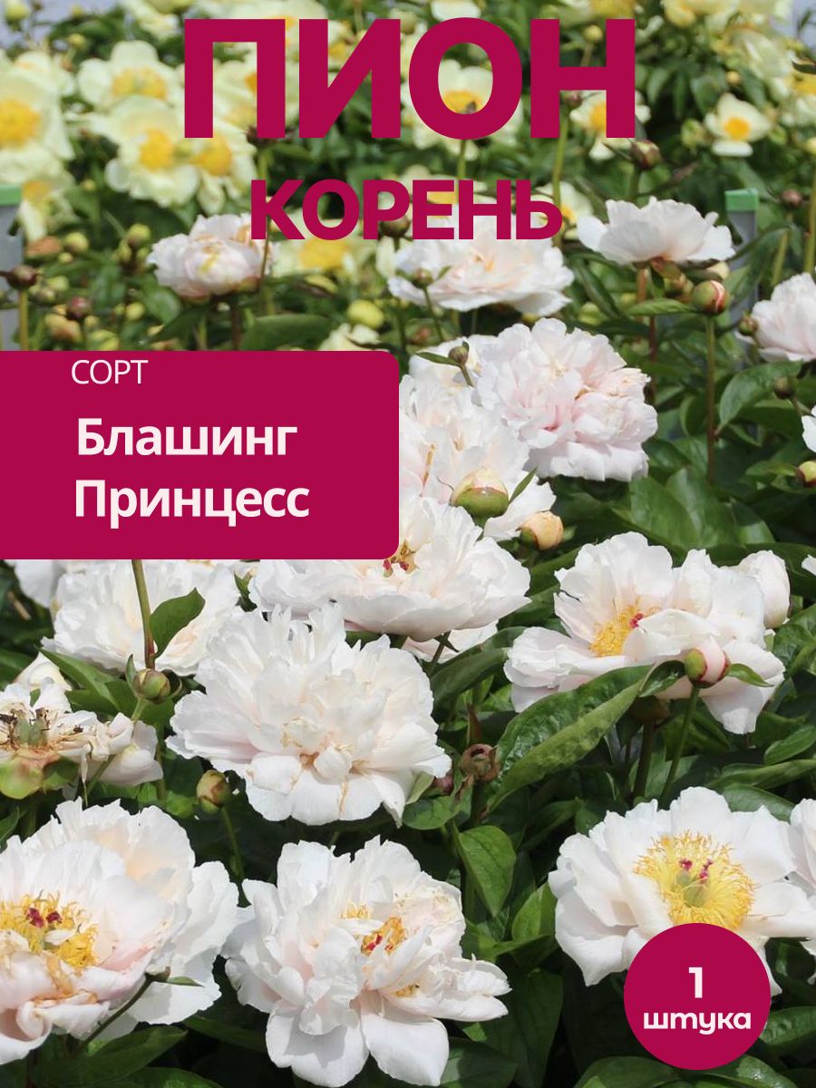 Пион Блашинг Принцесс корень 1 шт