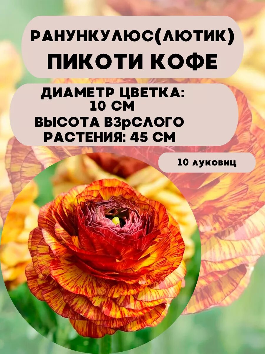 Ранункулюс луковицы/Лютик азиатский