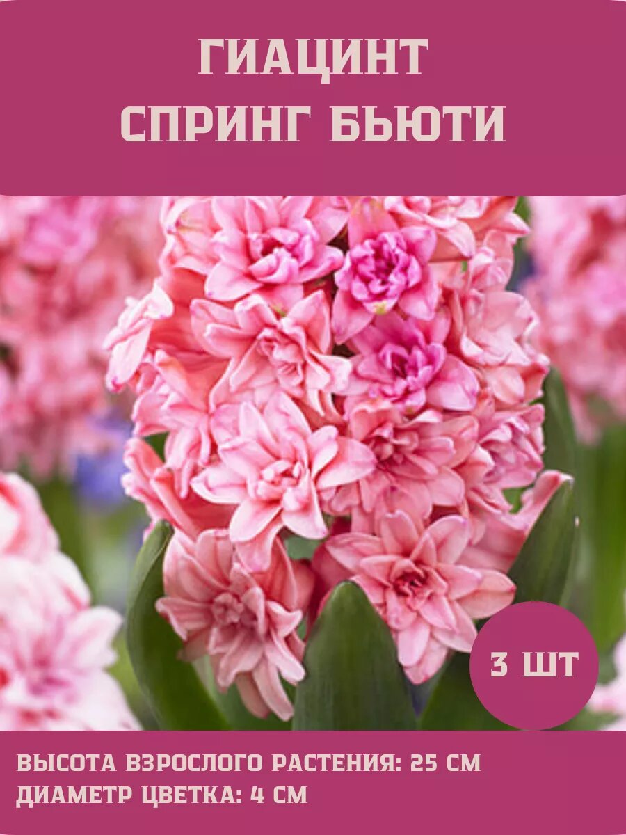 Гиацинт луковицы /Махровый гиацинт