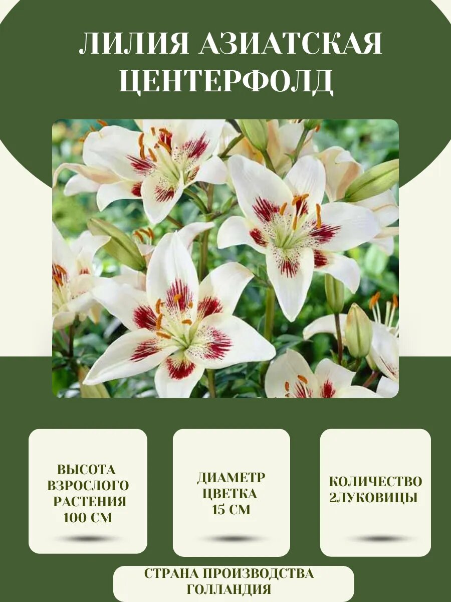 Луковичные растения лилии азиатские восточные