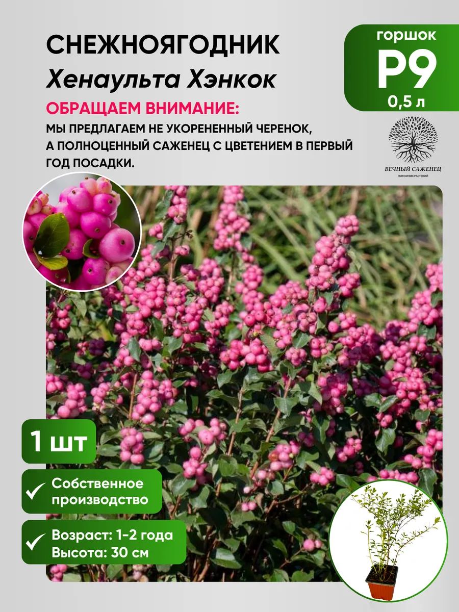 Снежноягодник Хенаульта Хэнкок, саженец для сада и дачи, декоративное растение для посадки