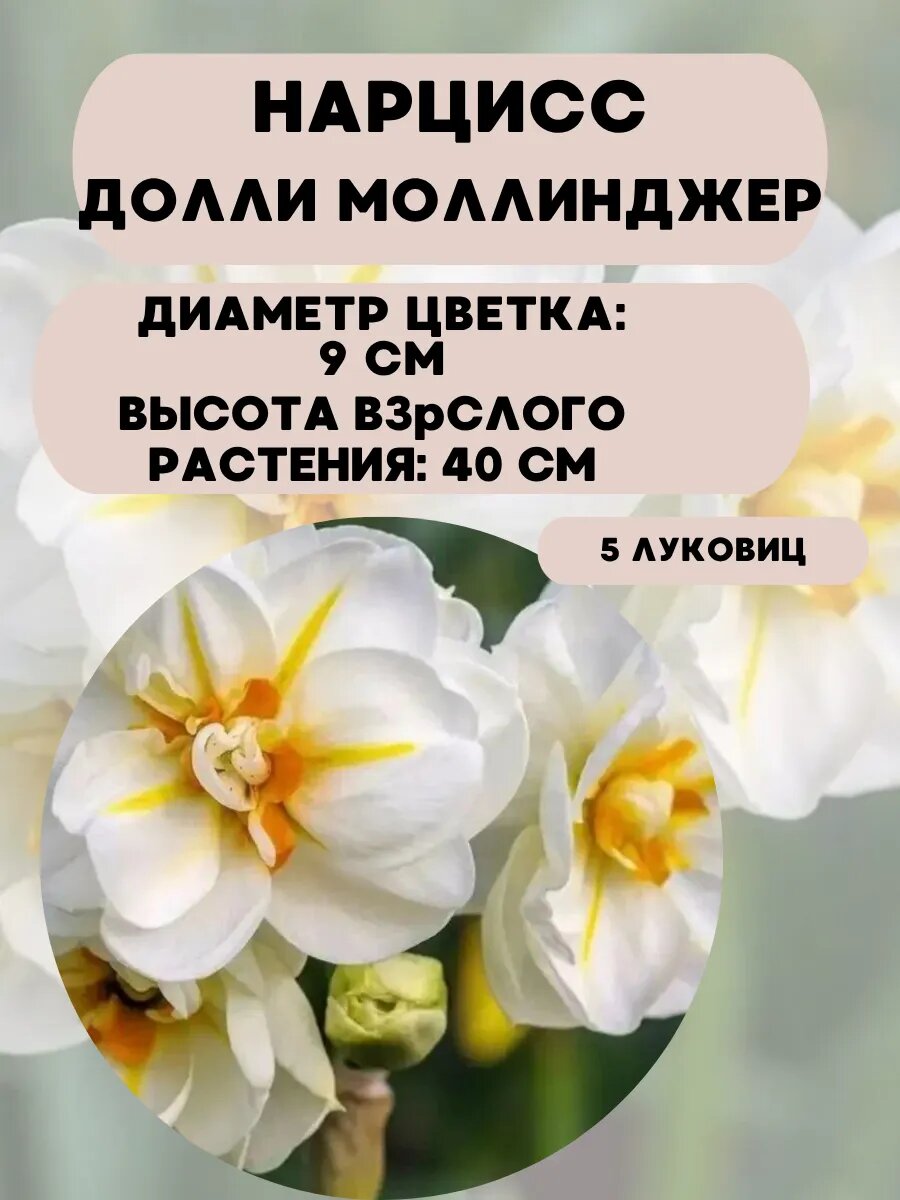 Луковицы нарцисса махрового
