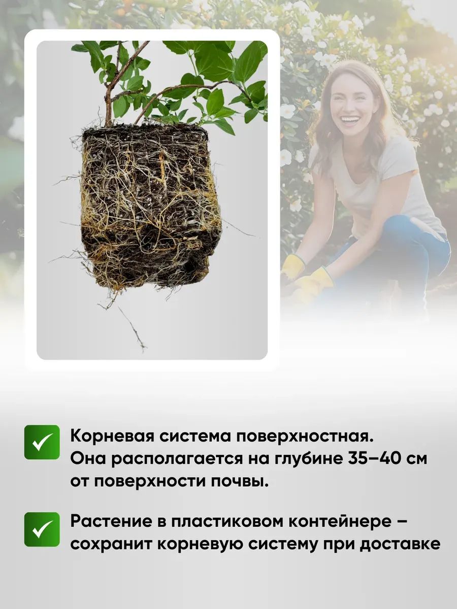Чубушник Дам Бланш, саженец для сада и дачи, декоративное растение для посадки — фото 1