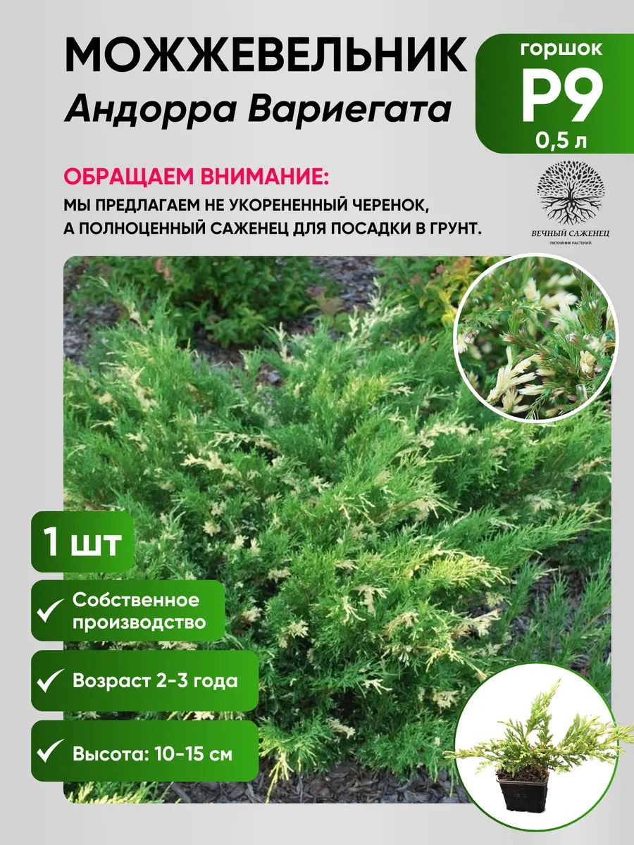 Можжевельник горизонтальный Андорра Вариегата, саженец для сада и дачи, декоративное растение для посадки