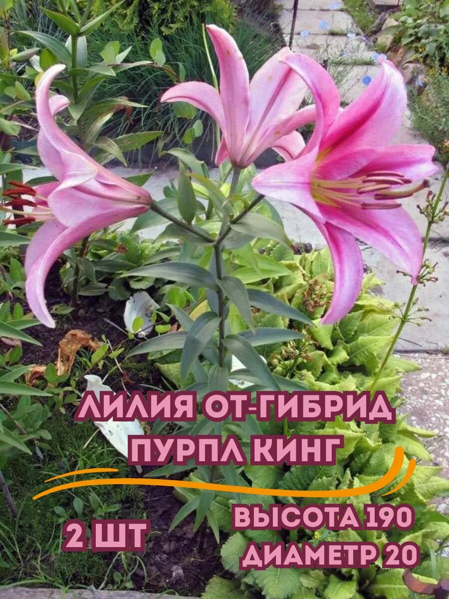 Луковицы многолетних растений лилий