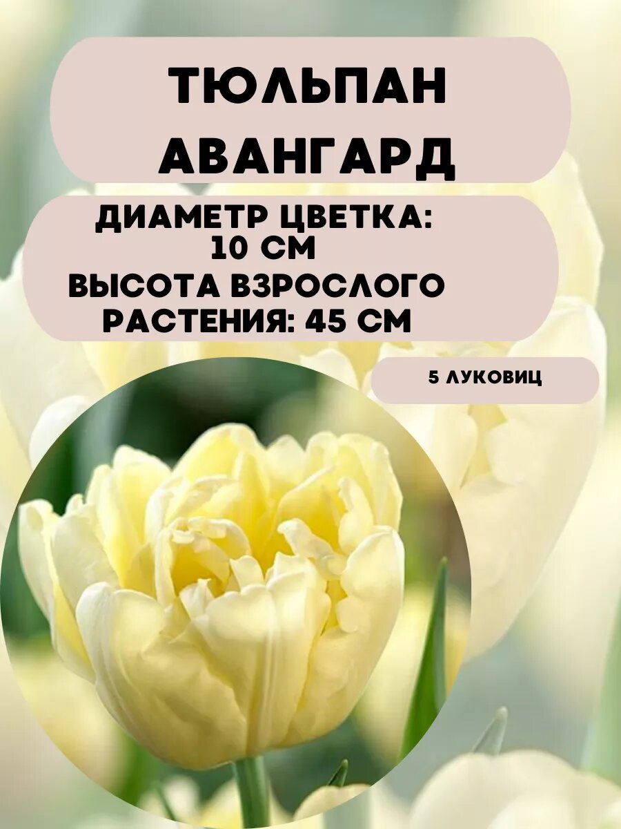 Тюльпан триумф махровый попугайный