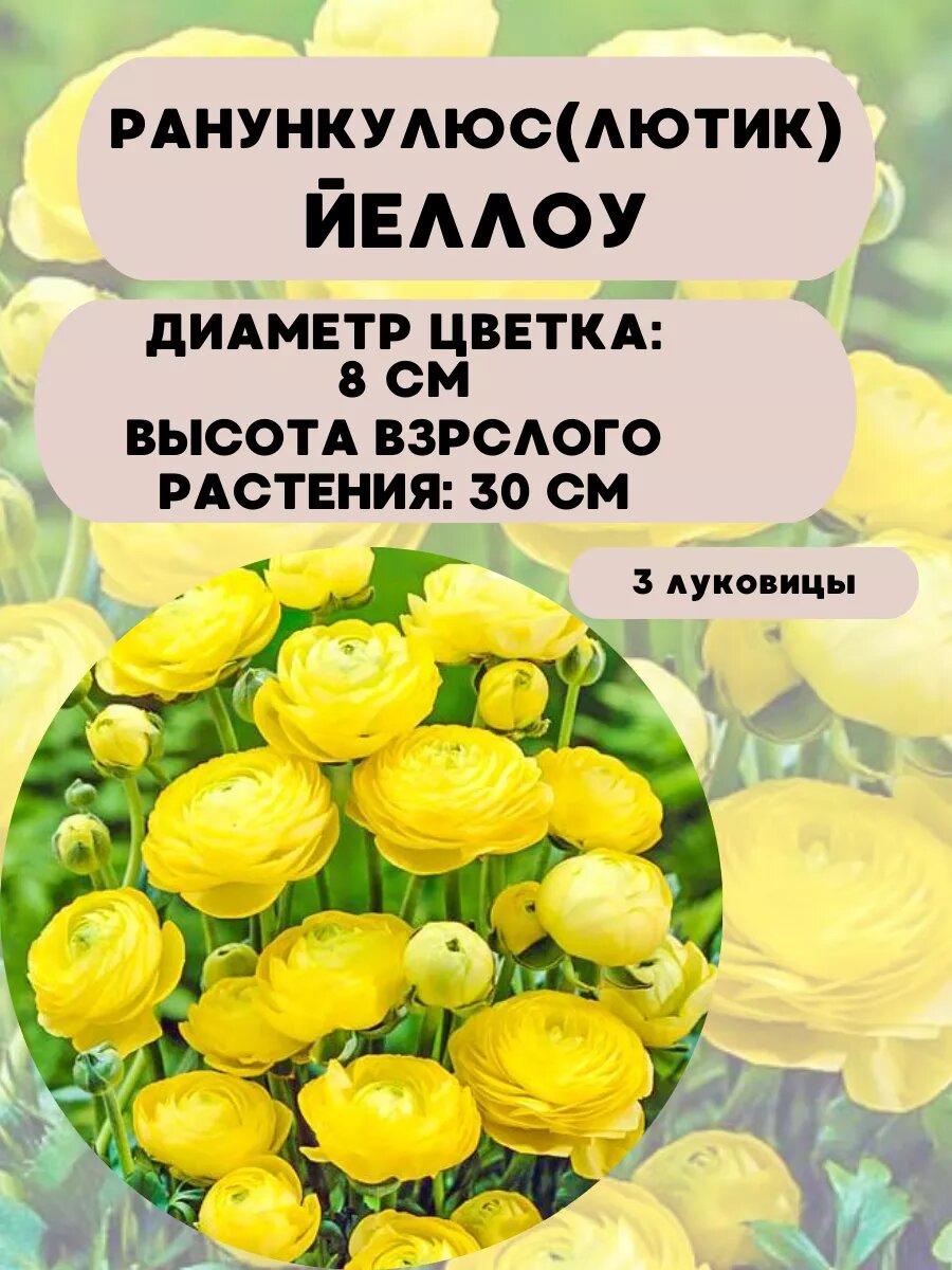 Ранункулюс/Лютик садовый /Луковицы ранункулюса