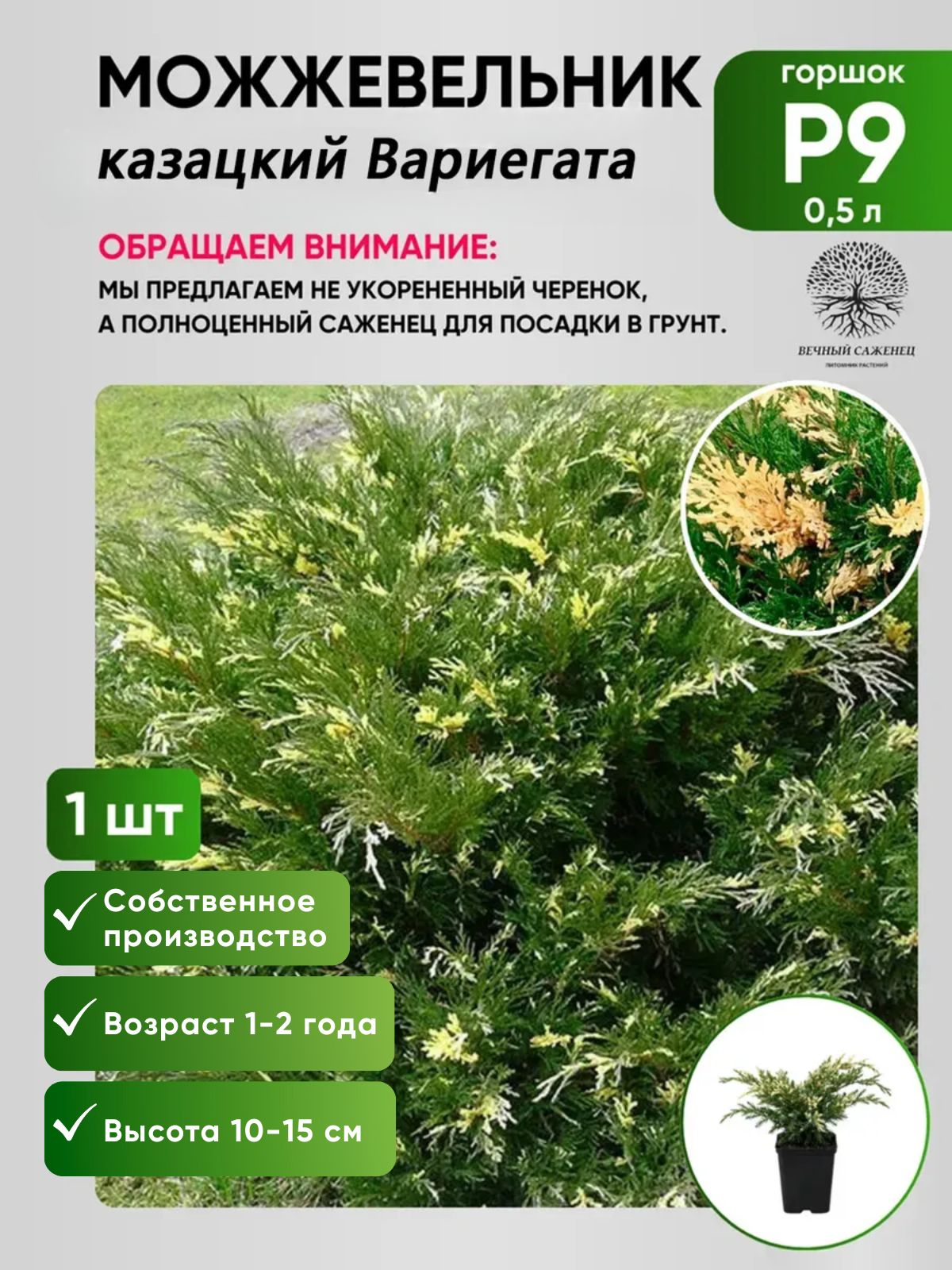 Можжевельник казацкий Вариегата, саженец для сада и дачи, декоративное растение для посадки