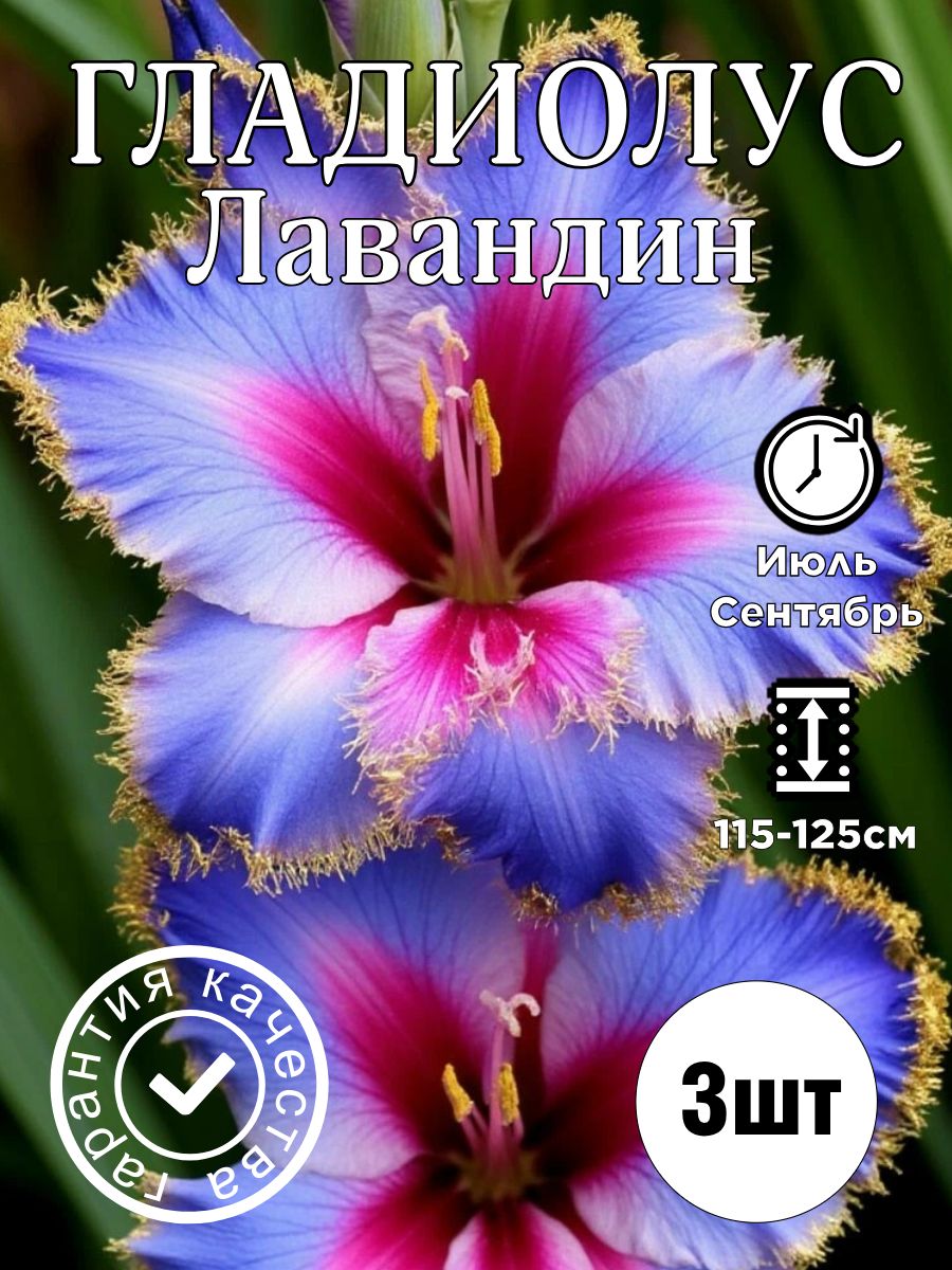 Луковицы Гладиолуса Лавандин