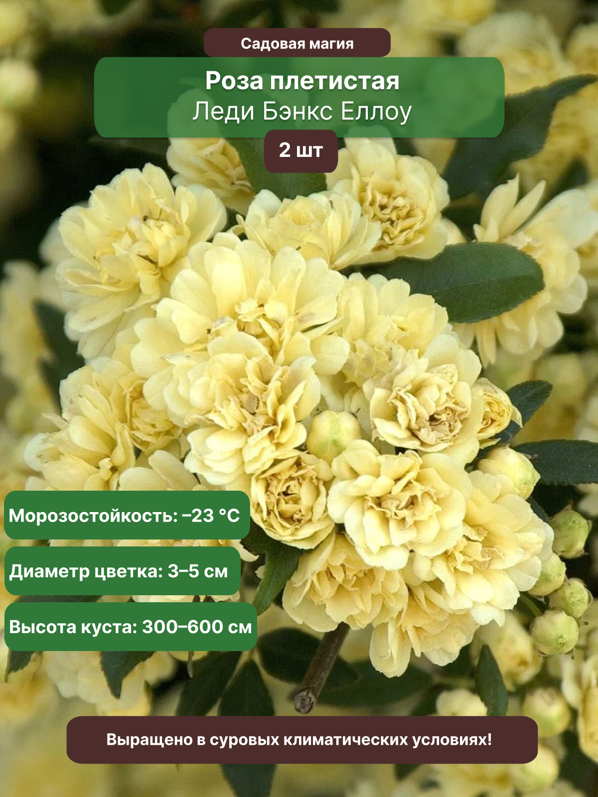 Роза плетистая Леди Бэнкс Еллоу (Lady Banks Yellow) 2 шт / розы