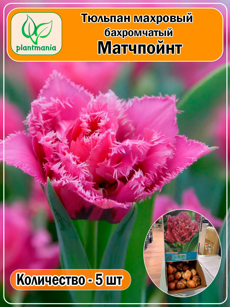 Тюльпан Matchpoint (Матчпоинт), эффектный махрово-бахромчатый сорт с насыщенными пурпурно-фиолетовыми цветками