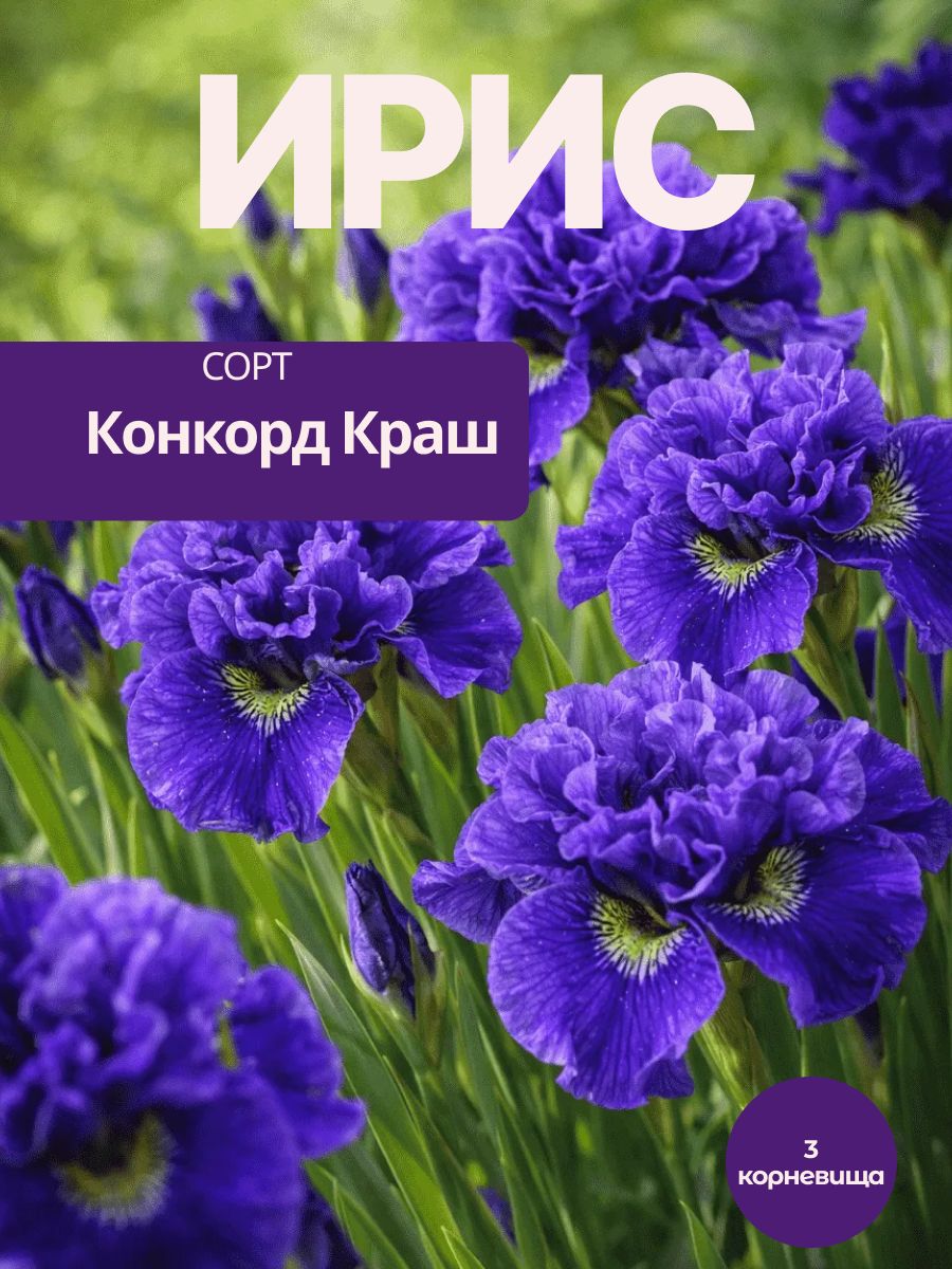 Ирис Конкорд Краш, корневище 3 шт