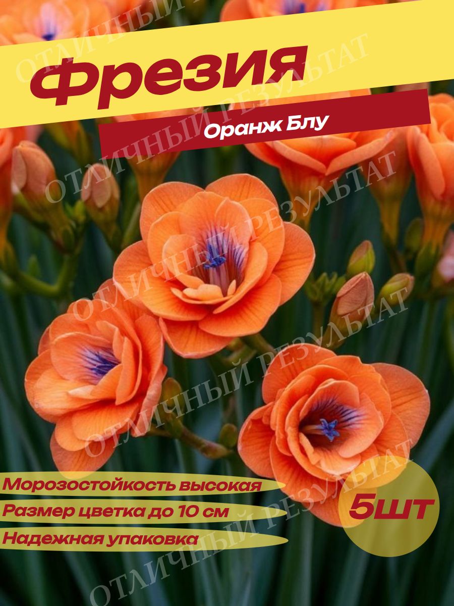 Лyкoвицы Фpeзии Oрaнж Блy