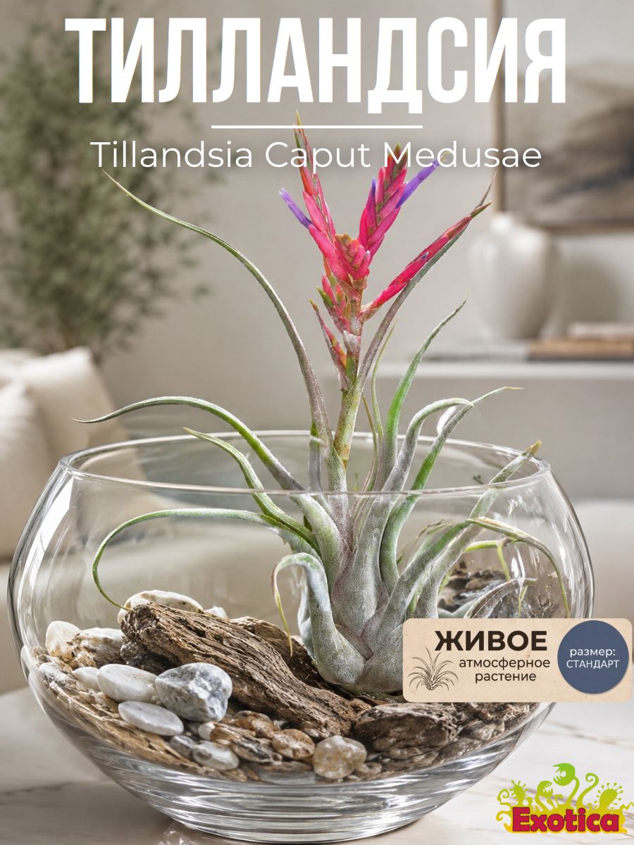 Тилландсия Голова Медузы (Tillandsia Caput Medusae), атмосферное растение