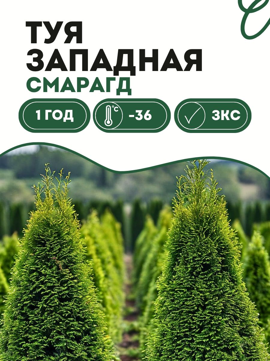 Туя P9 Западная Смарагд 1 шт. Саженец с ЗКС в горшке! Идеально для сада!