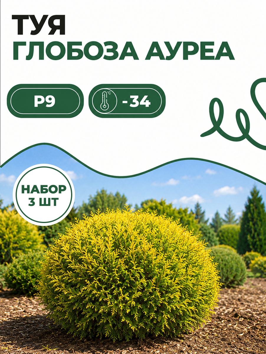 Туя Р9 Глобоза Аурея 3 шт. Саженец с ЗКС в горшке. Идеально для сада!