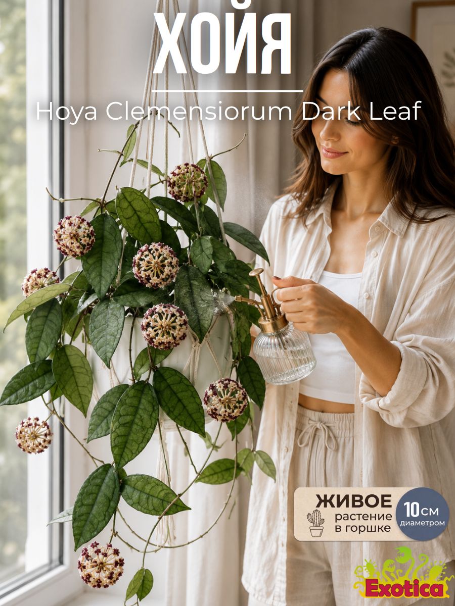 Хойя Клемензиорум Дарк Лиф (Hoya Clemensiorum Dark Leaf) D10см, домашний цветок