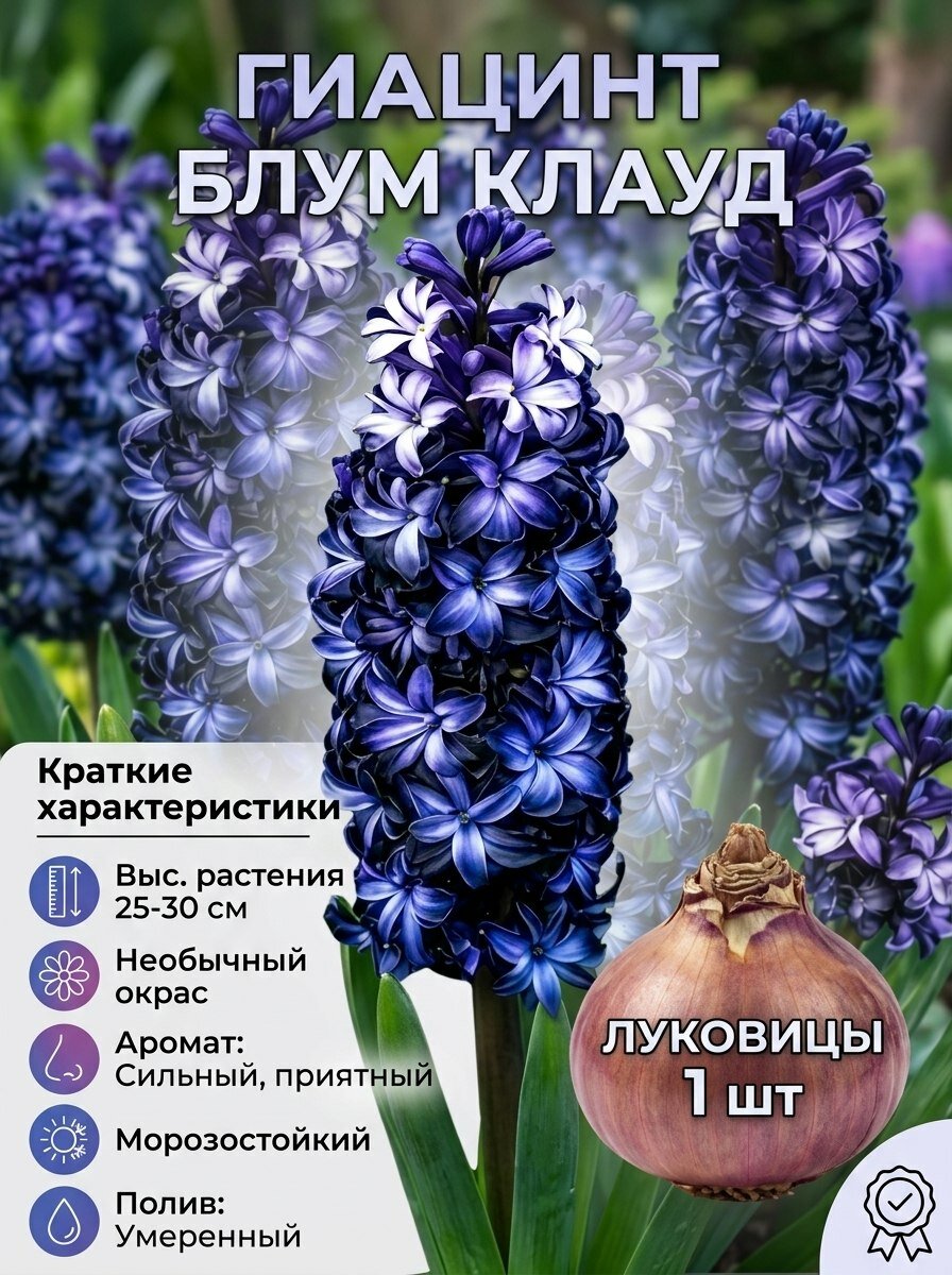 Гиацинт луковицы Блум Клауд